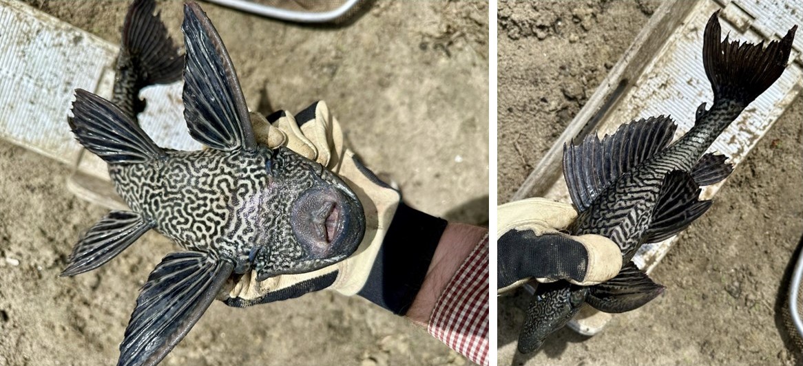 Southern Sailfin Catfish in the San Joaquin River, Stanislaus County ...